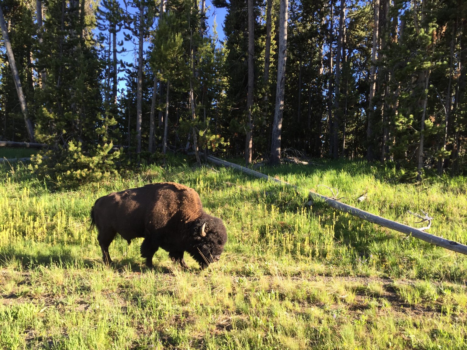 Virtual Tour: Yellowstone National Park | French-American Cultural ...